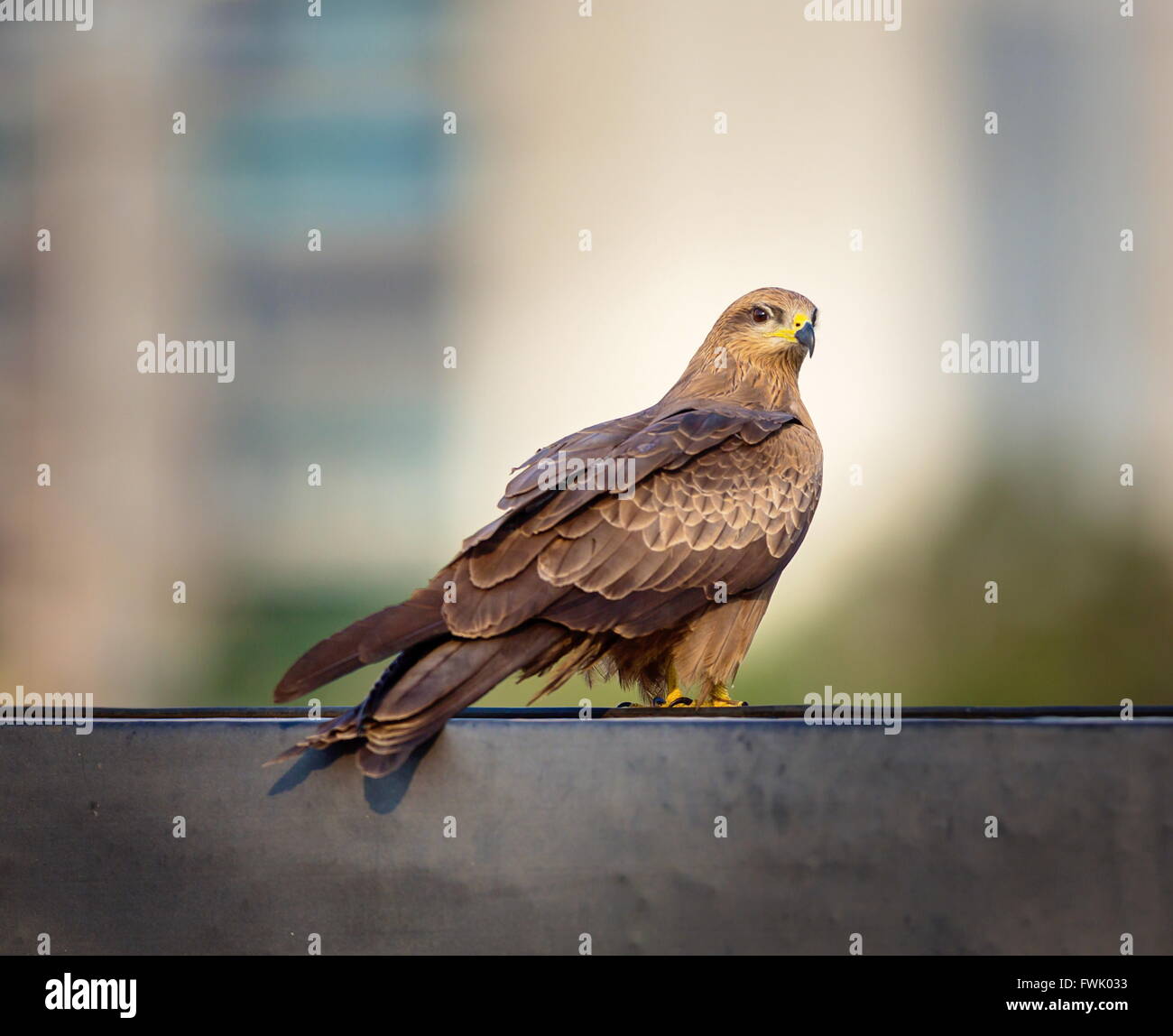 Kites legs hi-res stock photography and images - Alamy
