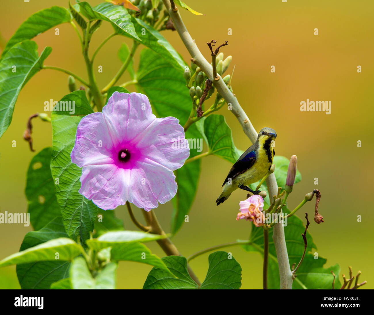 Crimson sunbird flowers hi-res stock photography and images - Alamy