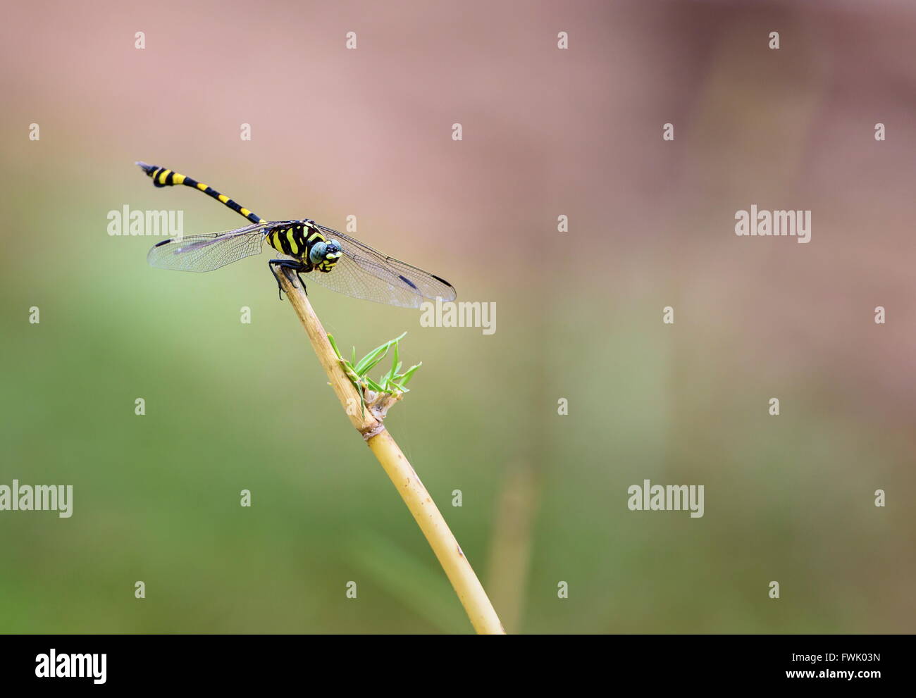 The golden-ringed dragonfly is a striking specimen with an elongated ...
