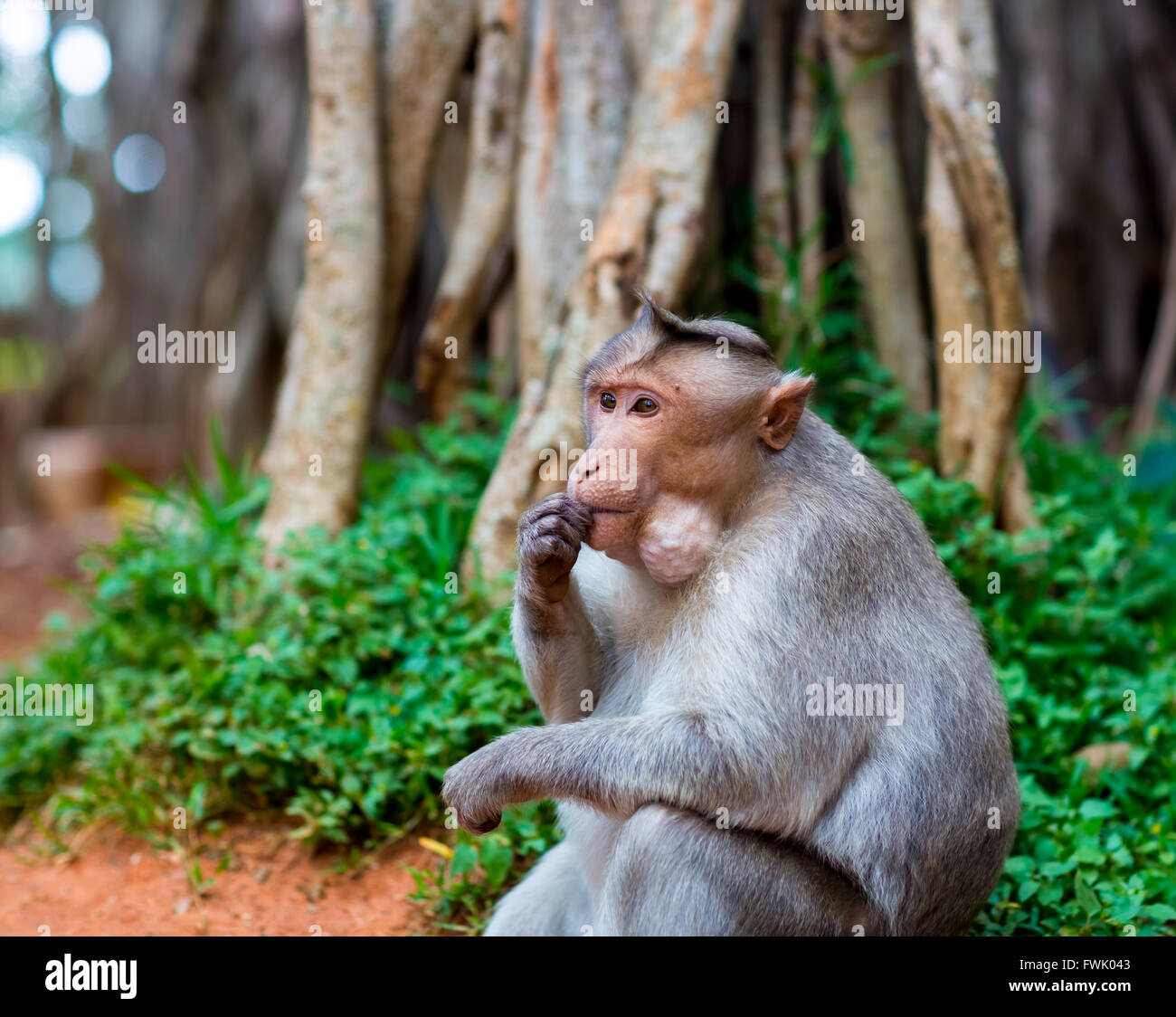 Mammal life cycle hi-res stock photography and images - Alamy