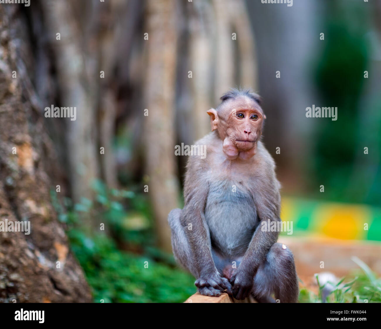 Mammal life cycle hi-res stock photography and images - Alamy
