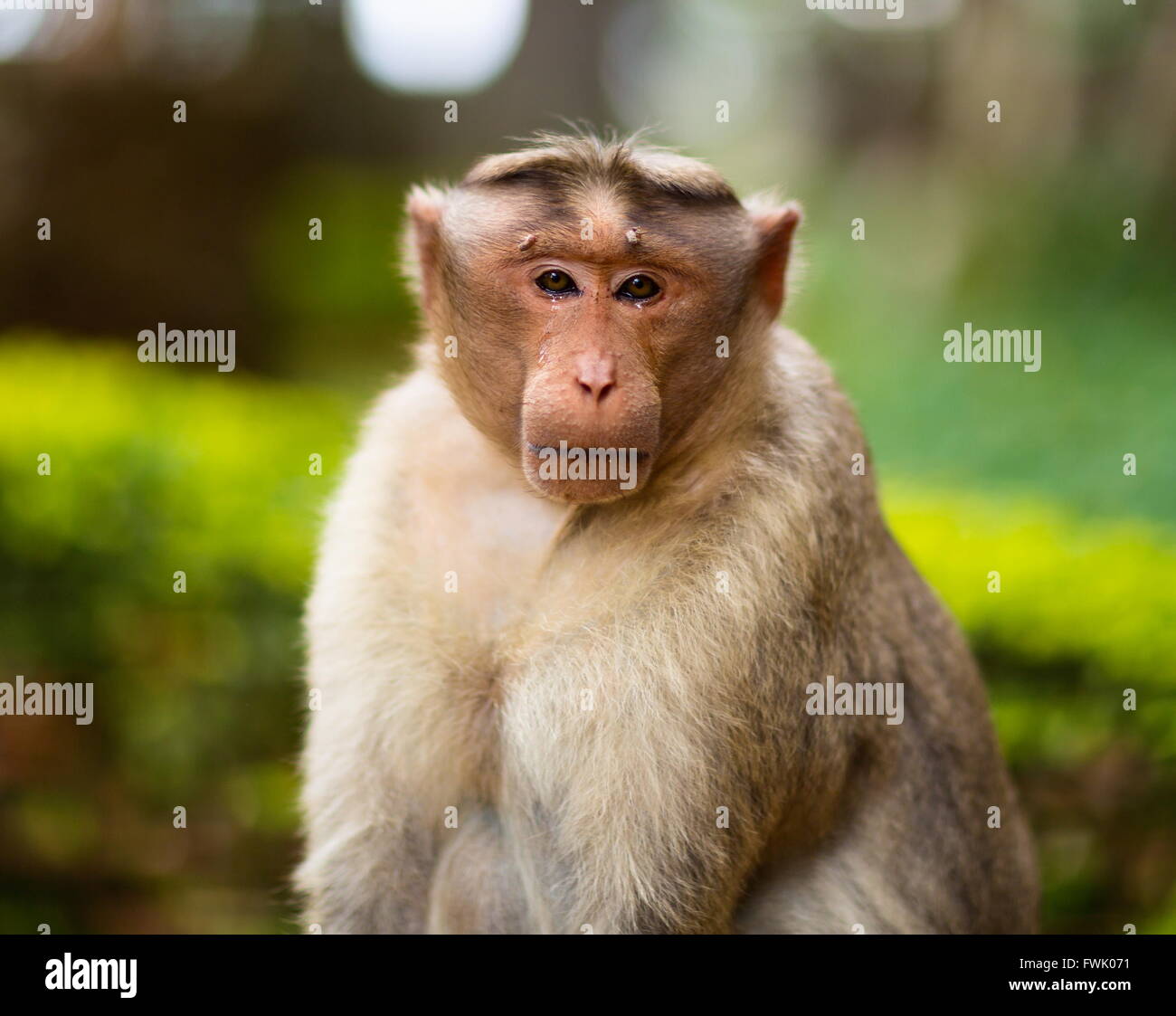 Bonnet Macaque part of the Banyan tree troop Bangalore India Stock ...