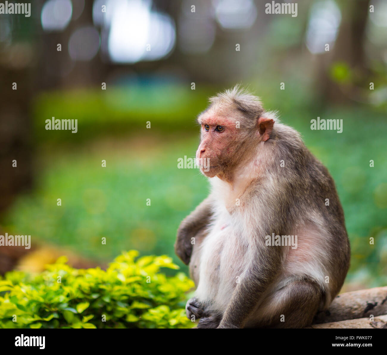 Bonnet Macaque part of the Banyan tree troop Bangalore India Stock ...
