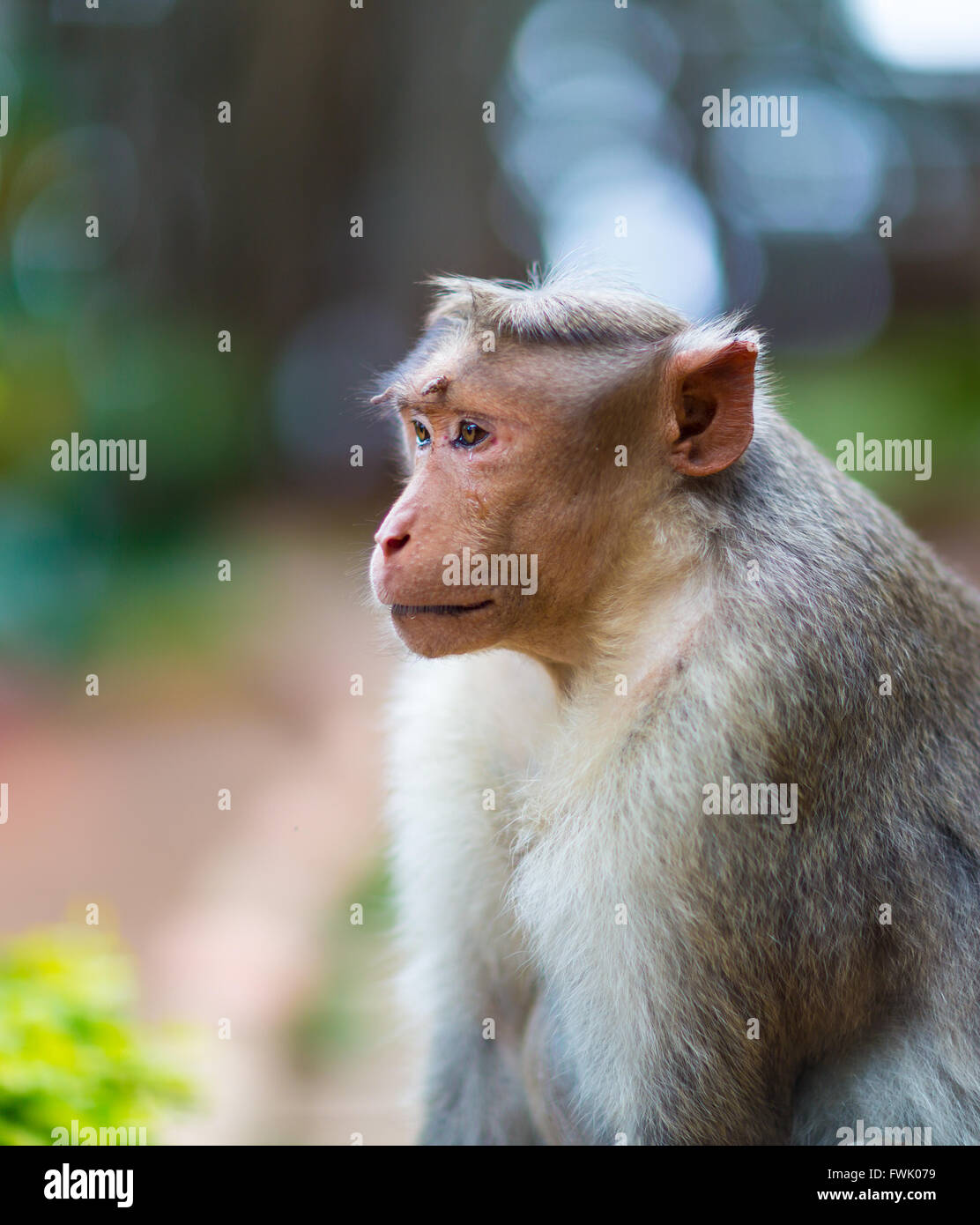 Bonnet macaque profile hi-res stock photography and images - Alamy