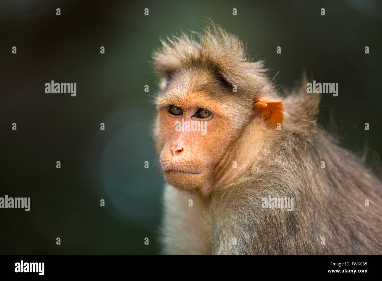 Bonnet Macaque part of the Banyan tree troop Bangalore India Stock ...