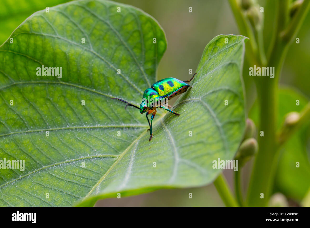 Jewel beetles hi-res stock photography and images - Alamy