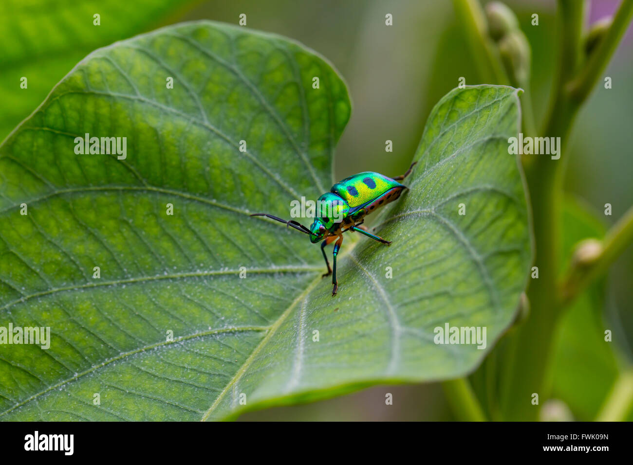 Very beautiful and unusual beetle hi-res stock photography and images ...