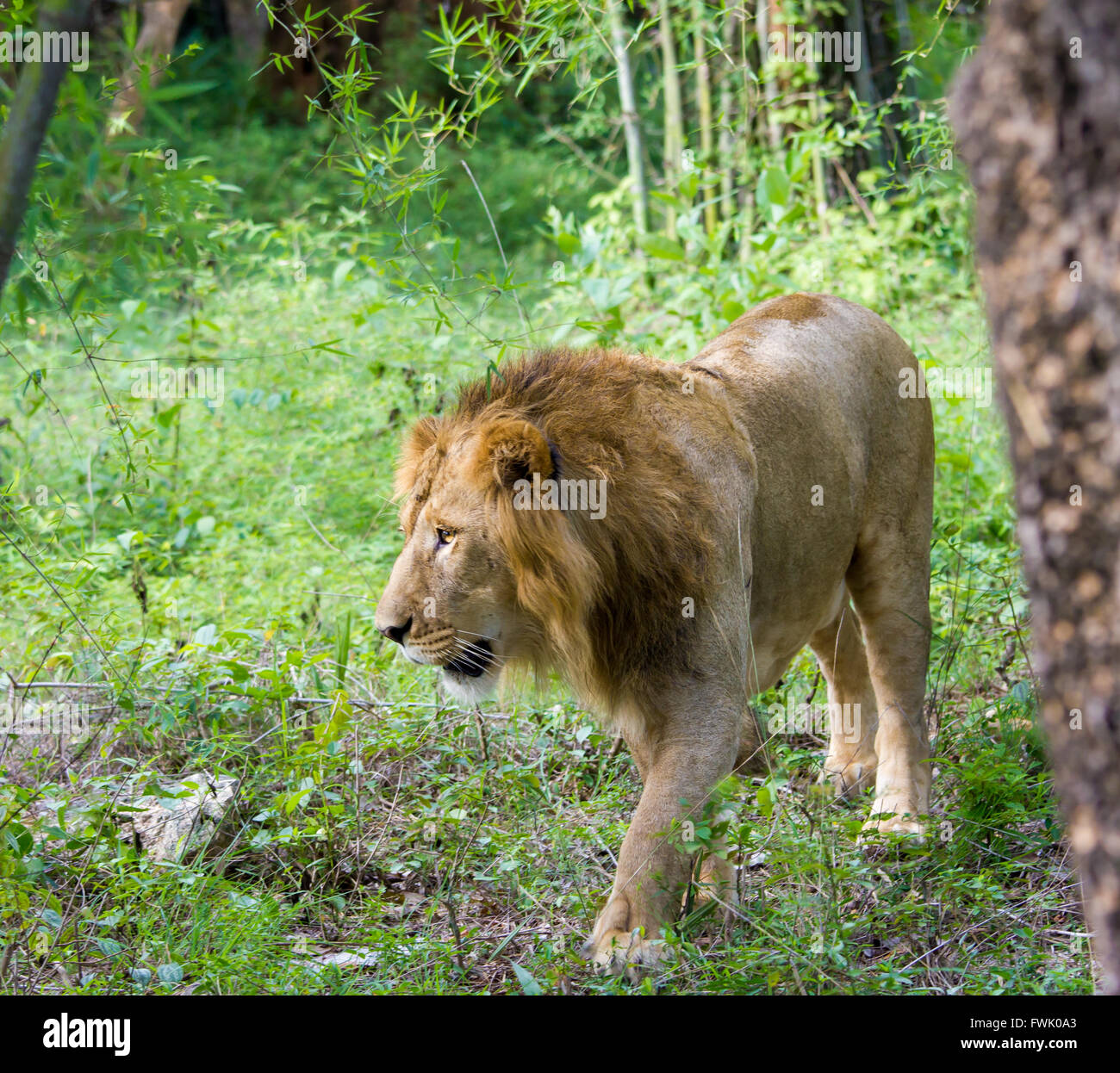 The very rare endangered Asiatic Lion Stock Photo - Alamy