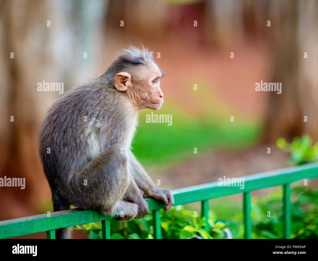Bonnet Macaque part of the Banyan tree troop Bangalore India Stock ...