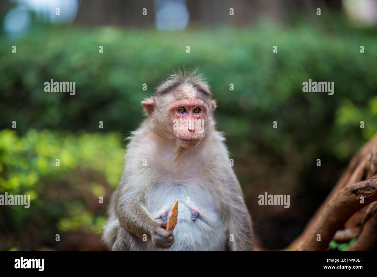 Bonnet Macaque part of the Banyan tree troop Bangalore India Stock ...