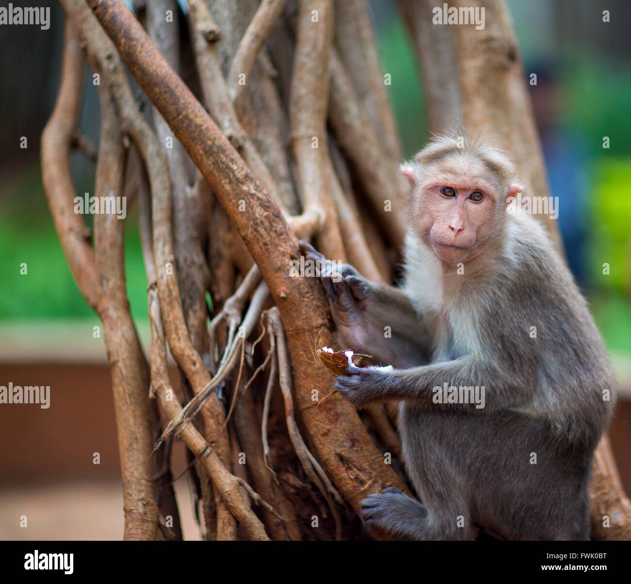 Bonnet Macaque part of the Banyan tree troop Bangalore India Stock ...