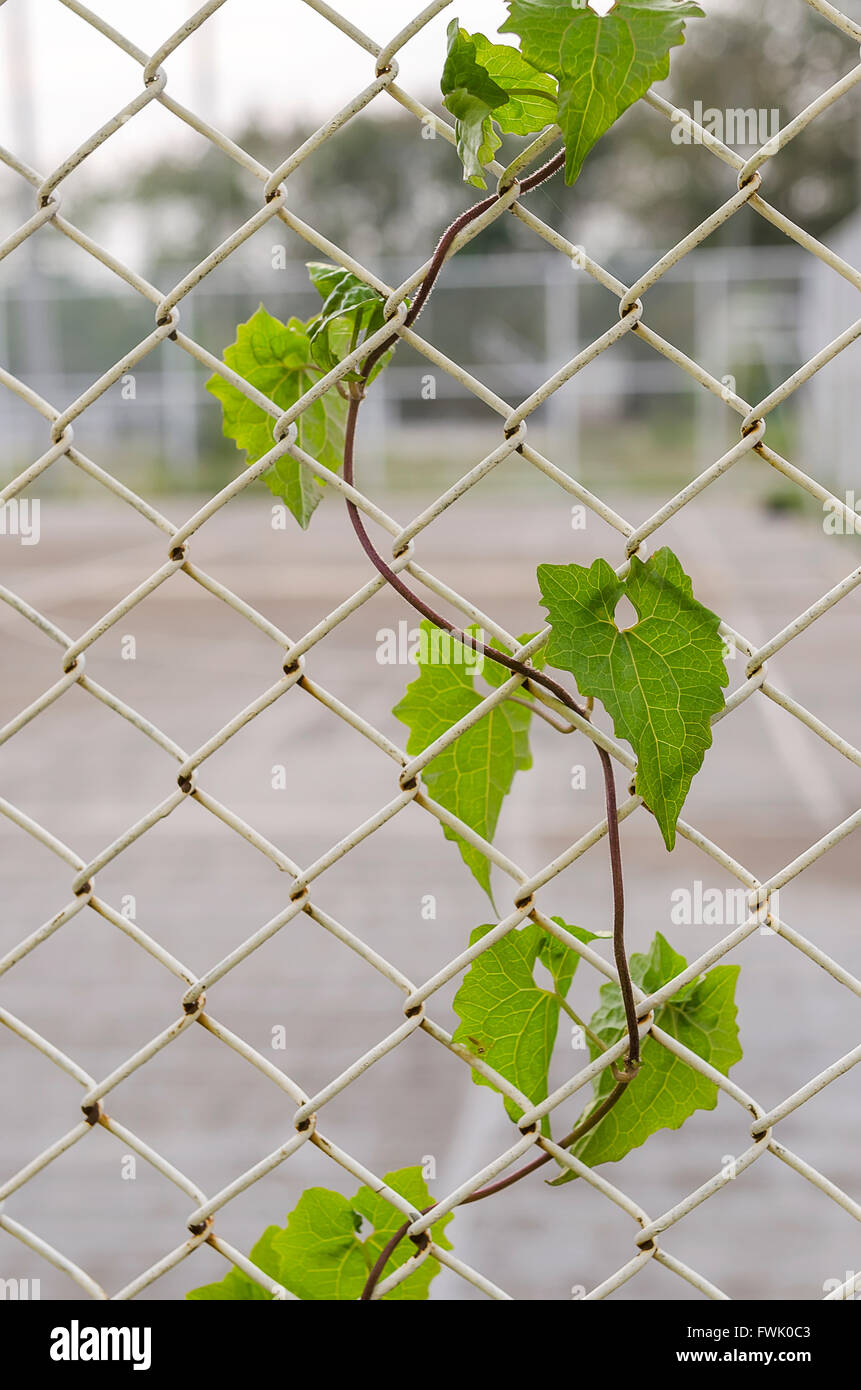 Green leaf on Steel wire mesh fence Stock Photo - Alamy