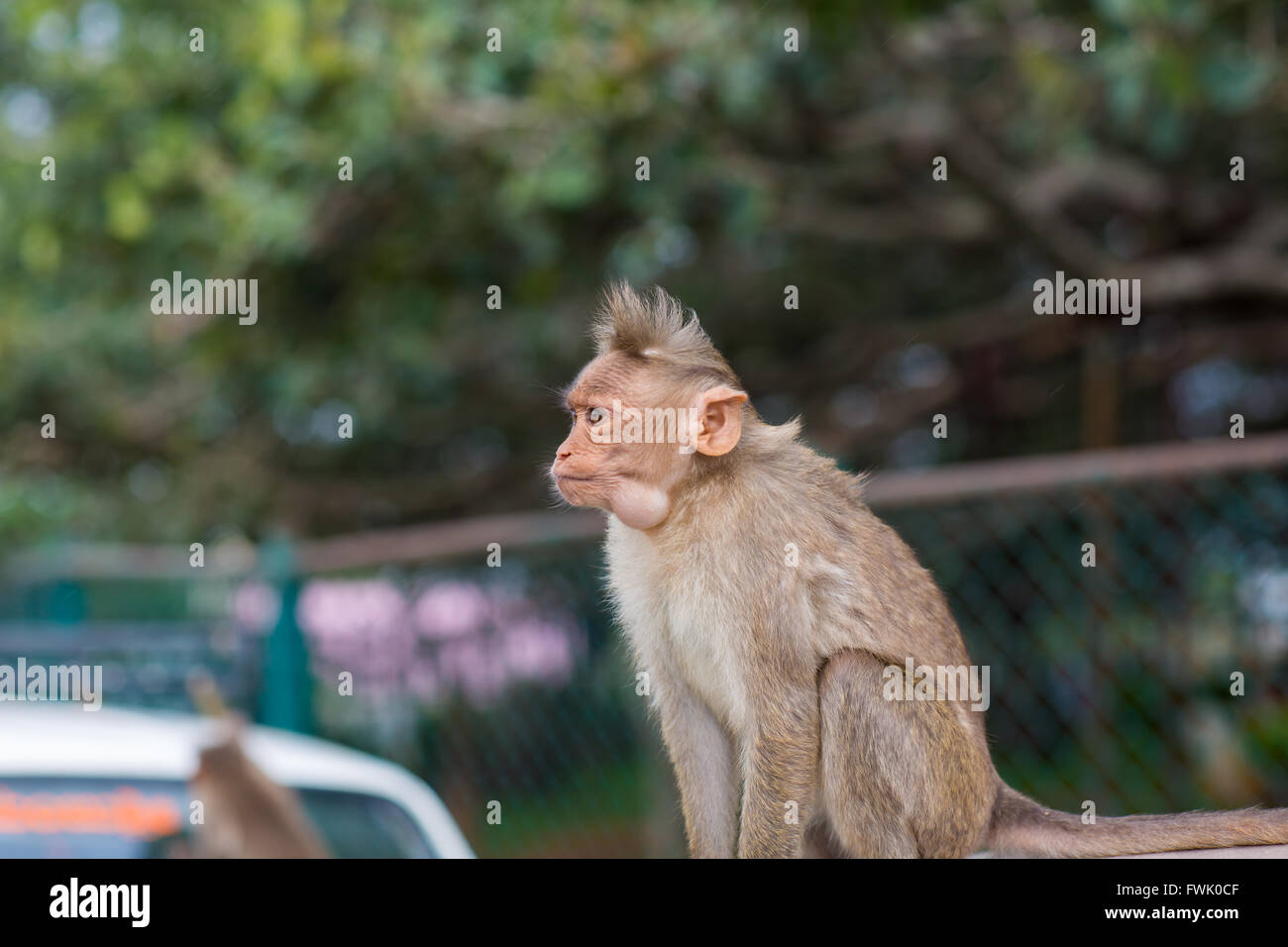 Bonnet Macaque part of the Banyan tree troop Bangalore India Stock ...