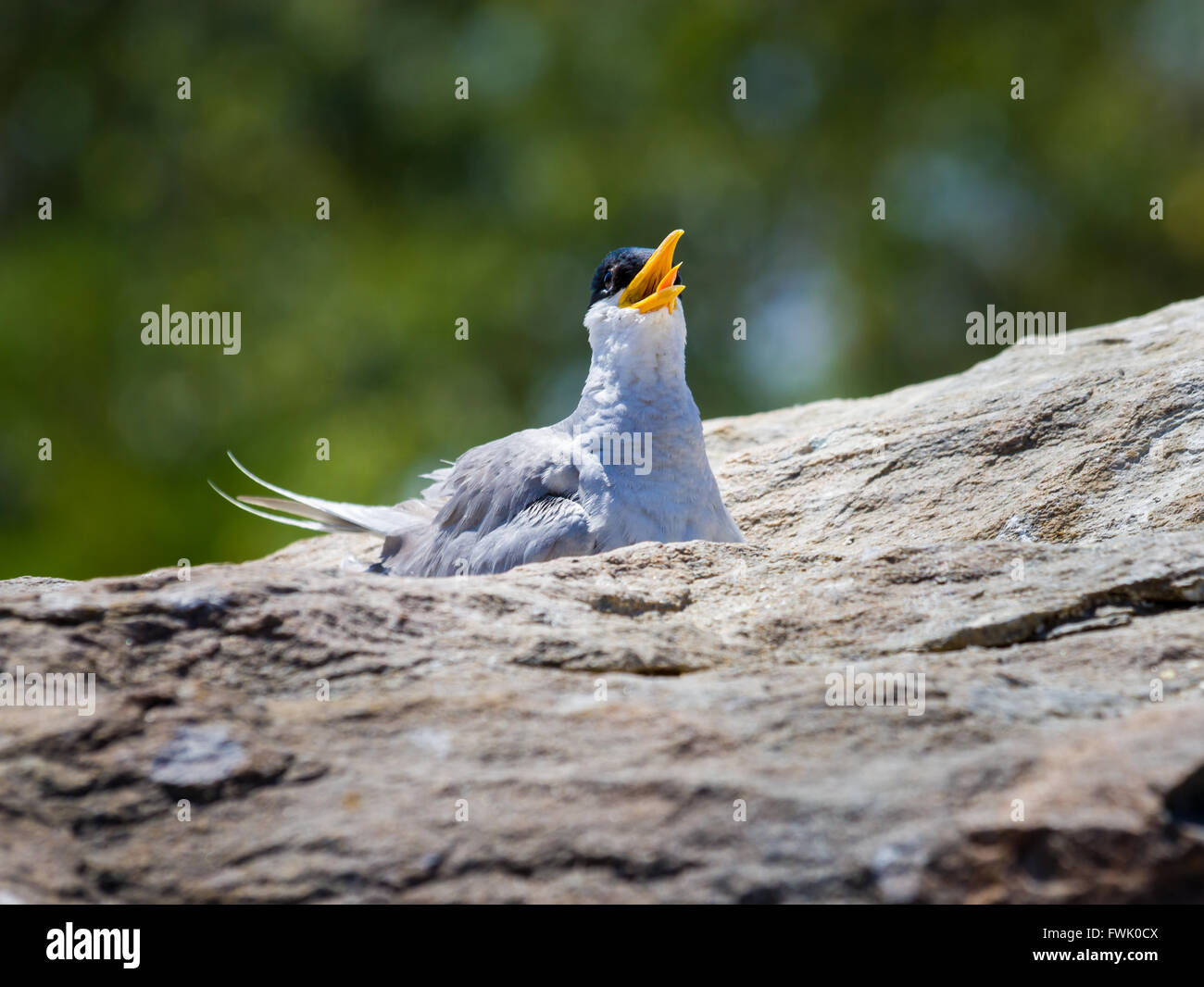 The Indian river tern or just river tern is a bird in the tern family ...