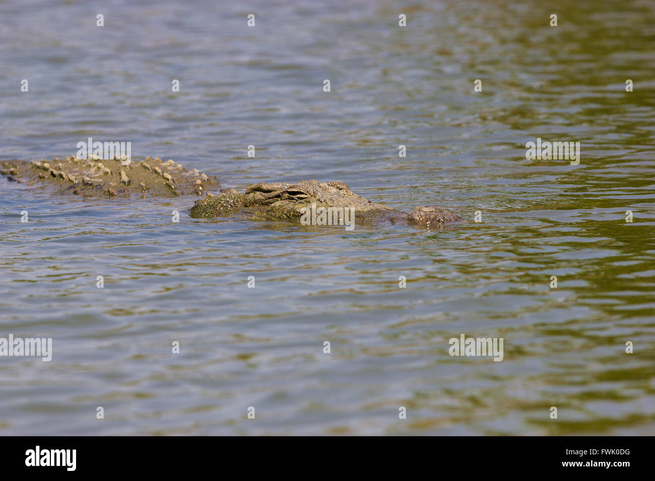 The mugger crocodile, also called the Indian, Indus, Persian, marsh ...