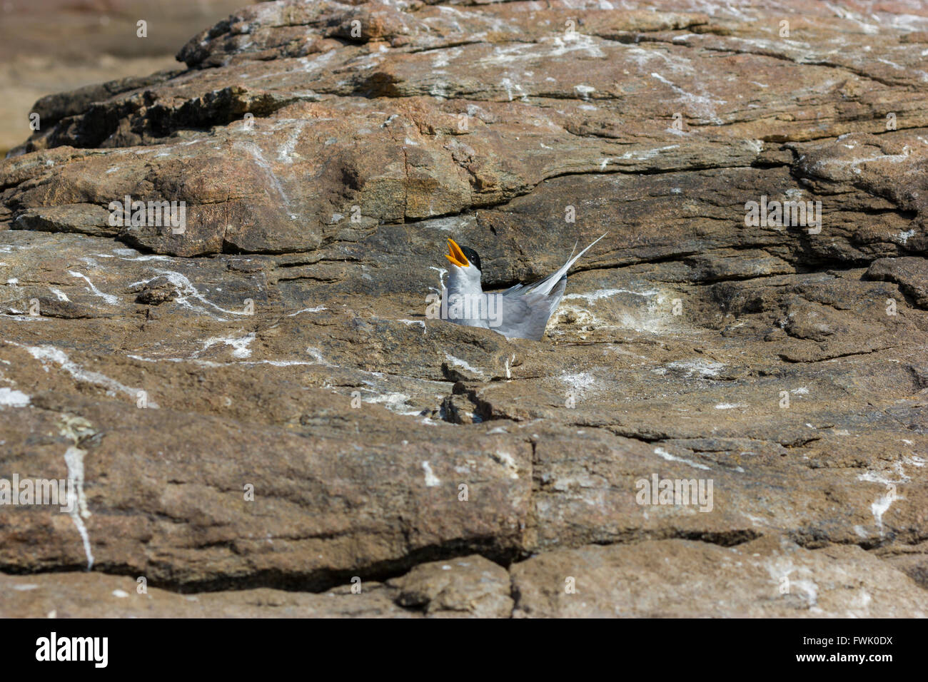 The Indian river tern or just river tern is a bird in the tern family ...