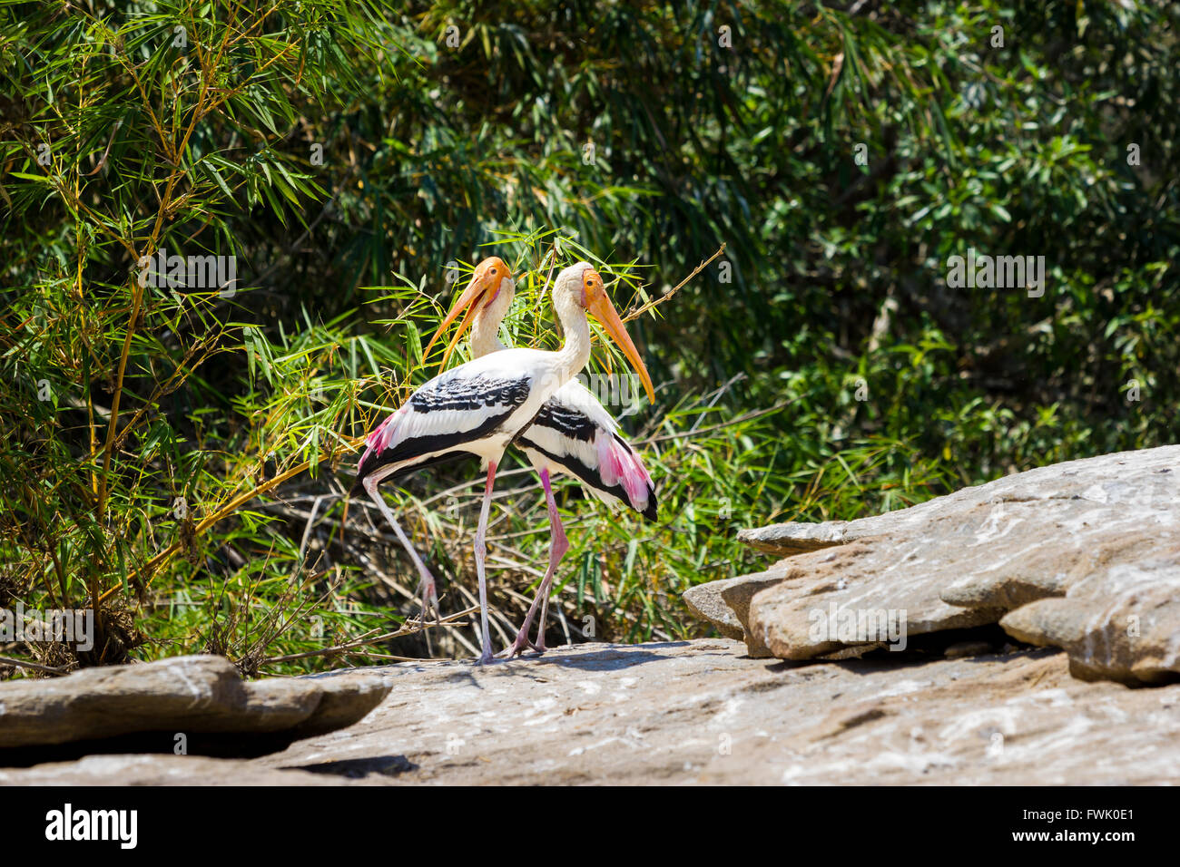 Stork india hi-res stock photography and images - Alamy