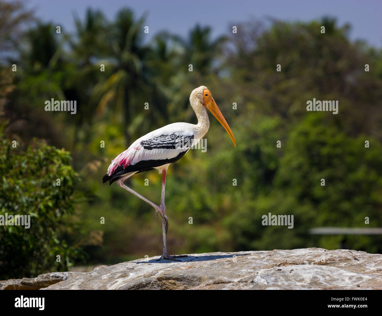 Animal migration india hi-res stock photography and images - Alamy