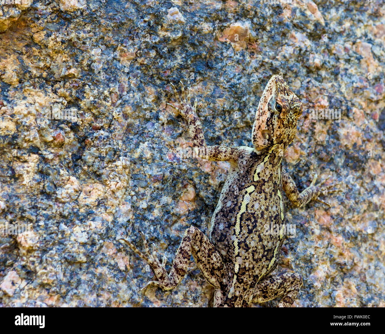 Lizard basking in the sun in Incredible India Stock Photo - Alamy