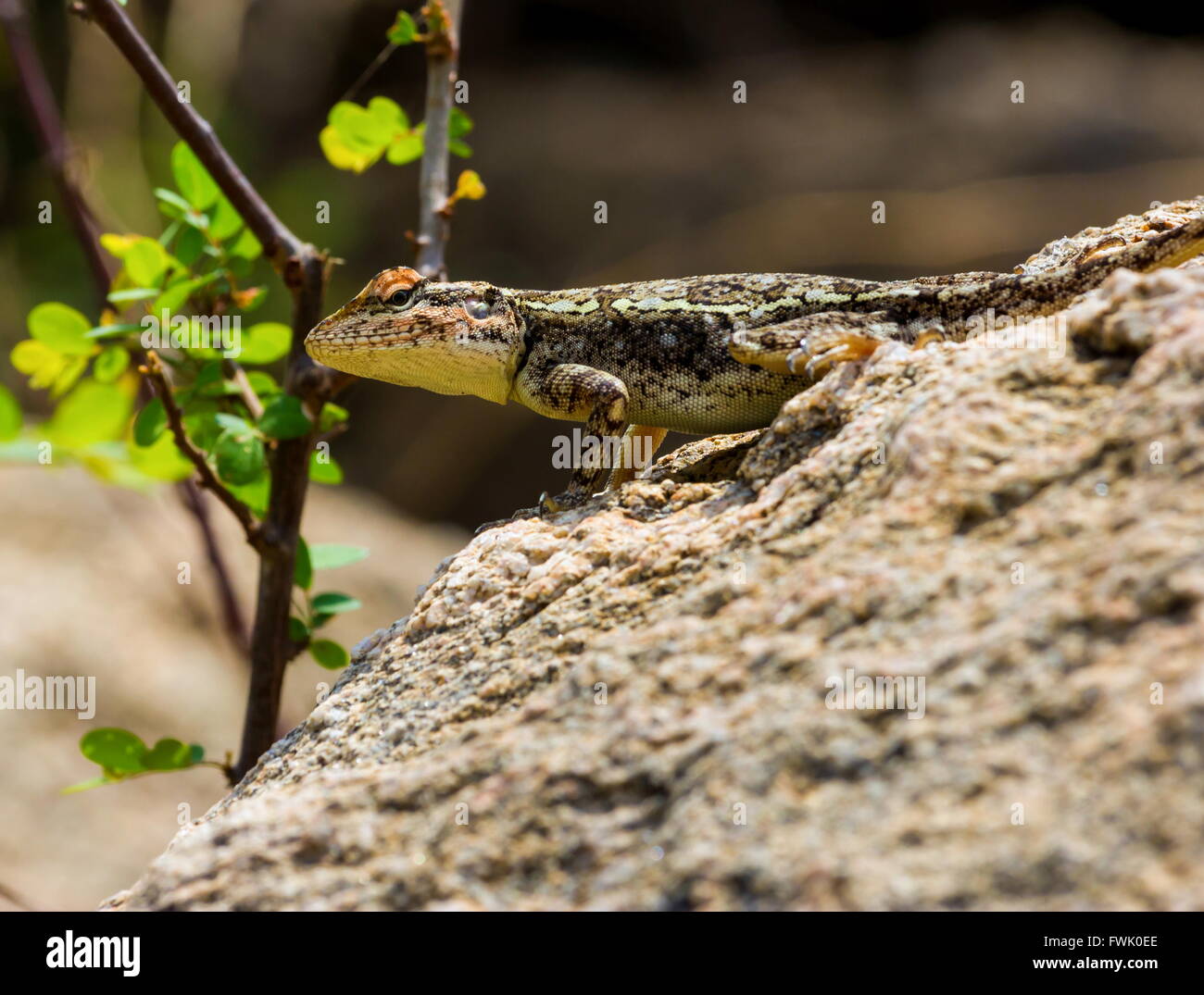 Lizard basking in the sun in Incredible India Stock Photo - Alamy