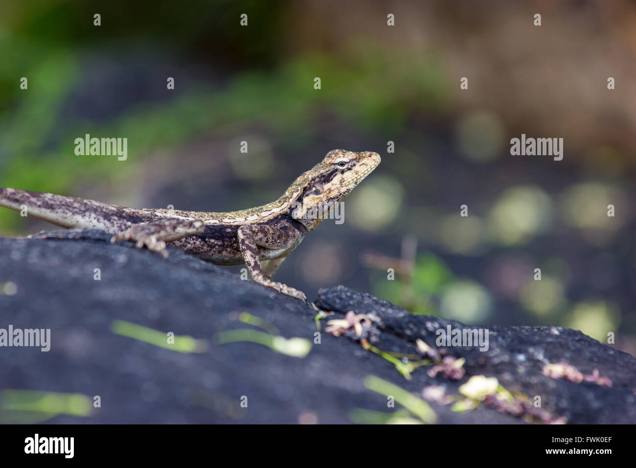 Lizard basking in the sun in Incredible India Stock Photo - Alamy