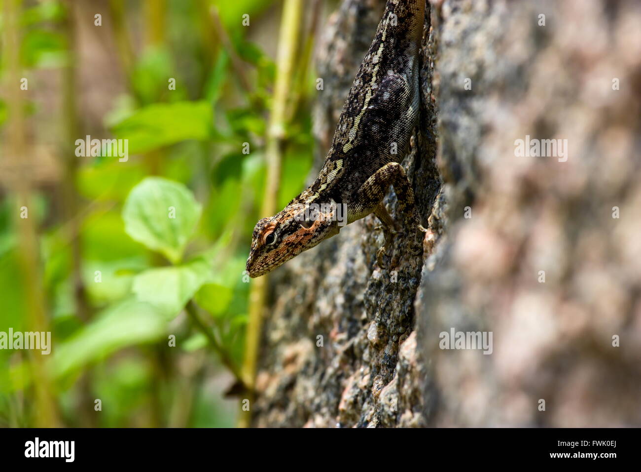 Lizard basking in the sun in Incredible India Stock Photo - Alamy