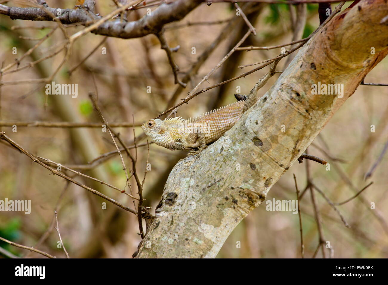 Lizard basking in the sun in Incredible India Stock Photo - Alamy