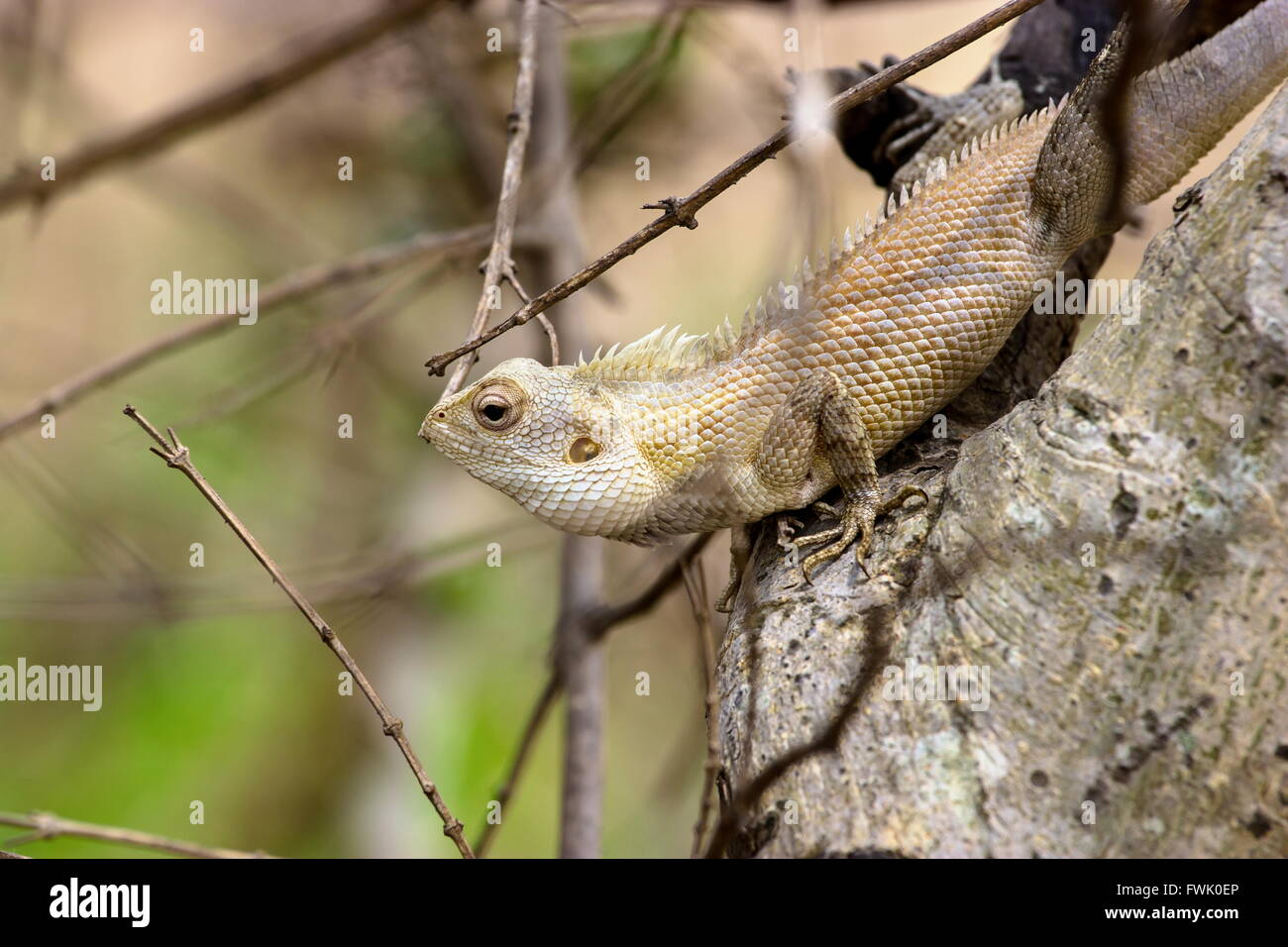 Lizard basking in the sun in Incredible India Stock Photo - Alamy