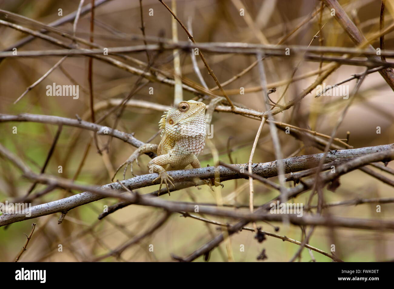 Lizard basking in the sun in Incredible India Stock Photo - Alamy
