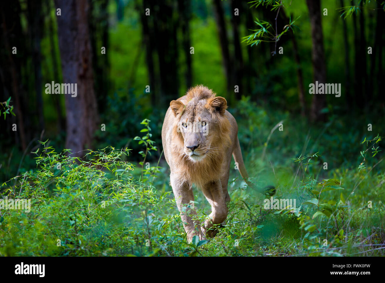 Asiatic Lion, very rare and endangered Stock Photo - Alamy