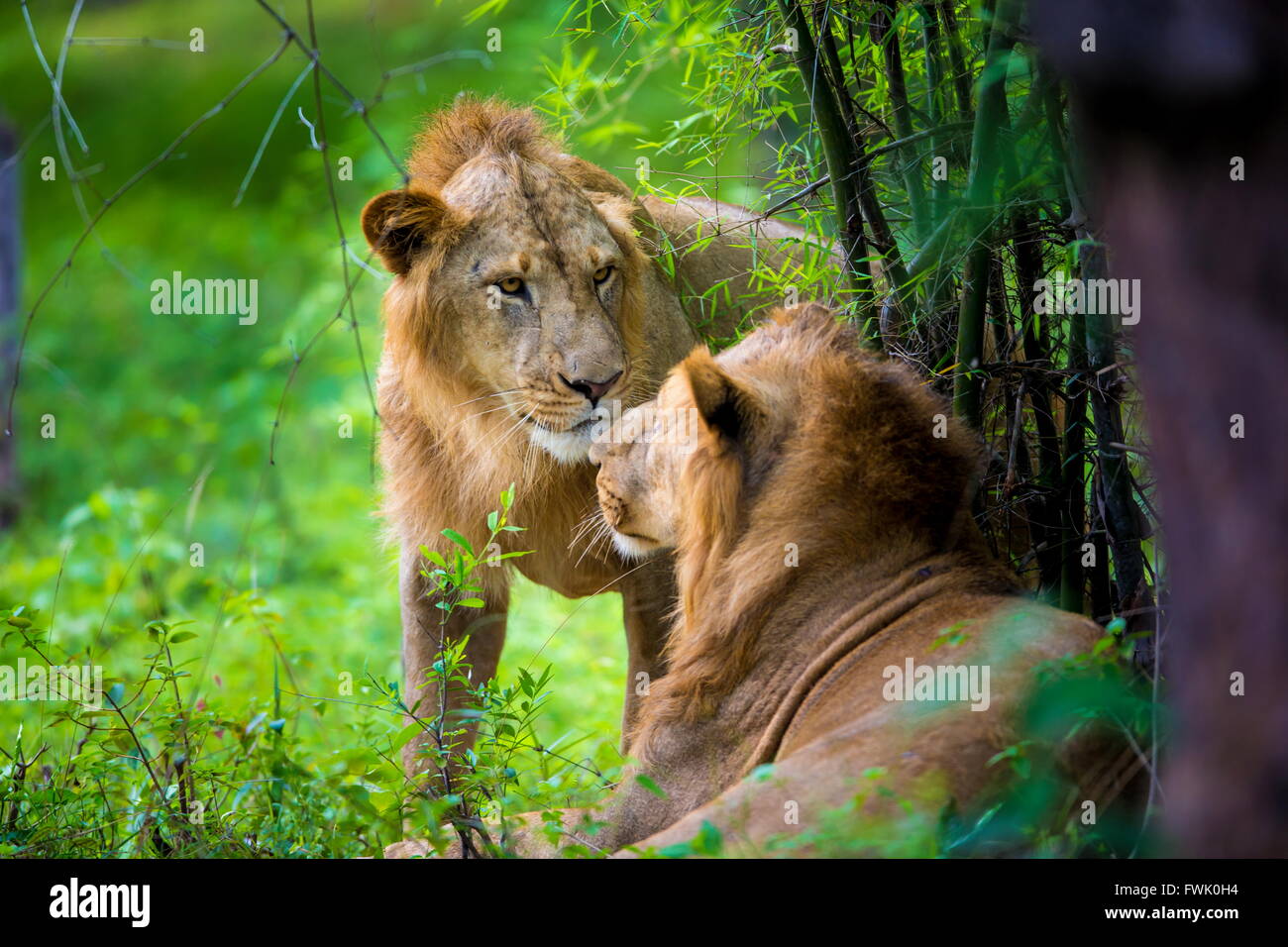 Asiatic Lion, very rare and endangered Stock Photo - Alamy
