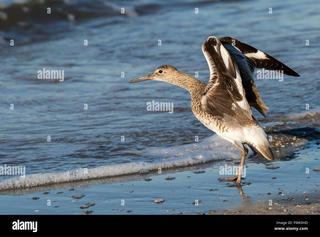 Willet (Tringa semipalmata) in breeding plumage stretching wings at the ...