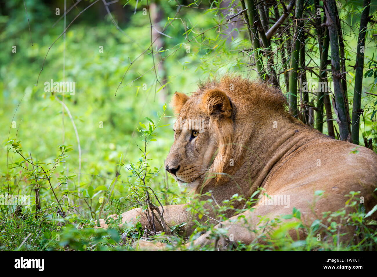 Asiatic Lion, very rare and endangered Stock Photo - Alamy