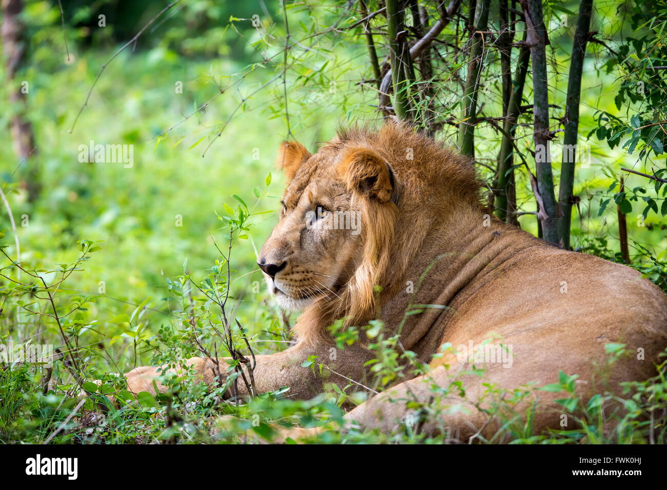 Asiatic Lion, very rare and endangered Stock Photo - Alamy