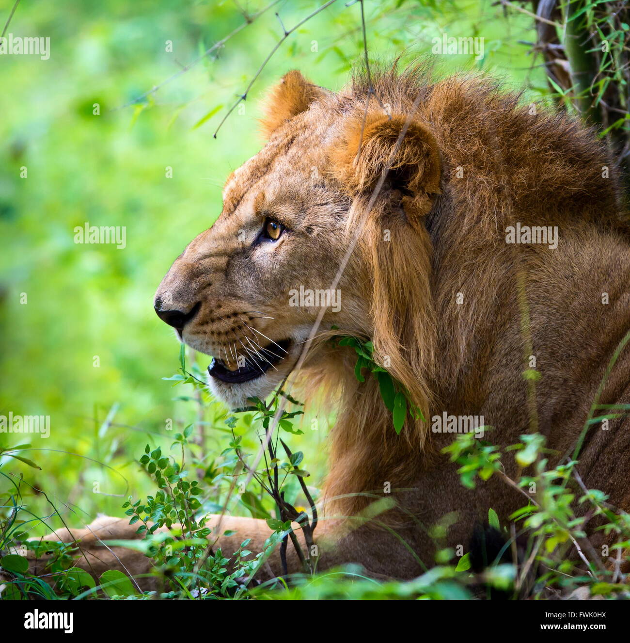 Asiatic Lion, very rare and endangered Stock Photo - Alamy