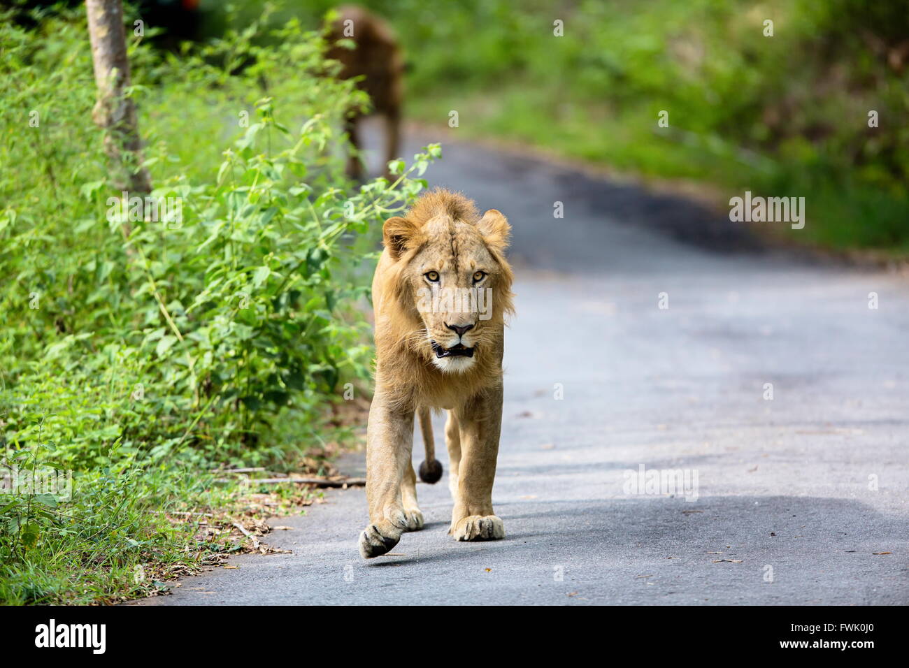 Asiatic Lion, very rare and endangered Stock Photo - Alamy
