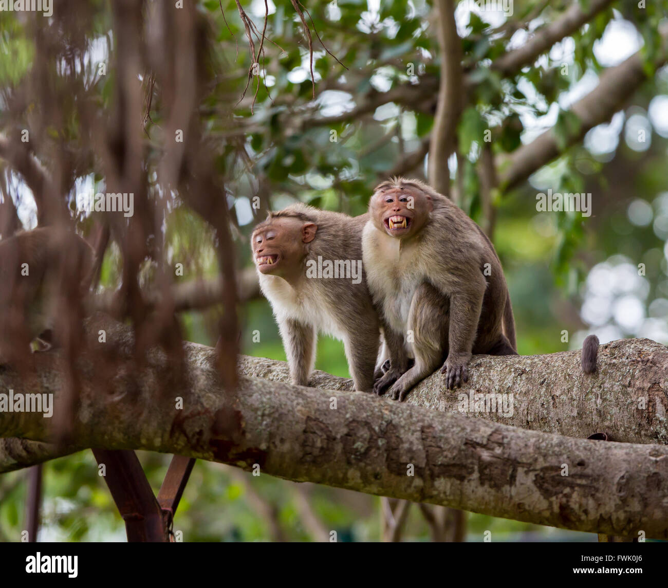 Bonnet Macaque part of the Banyan tree troop Bangalore India Stock ...