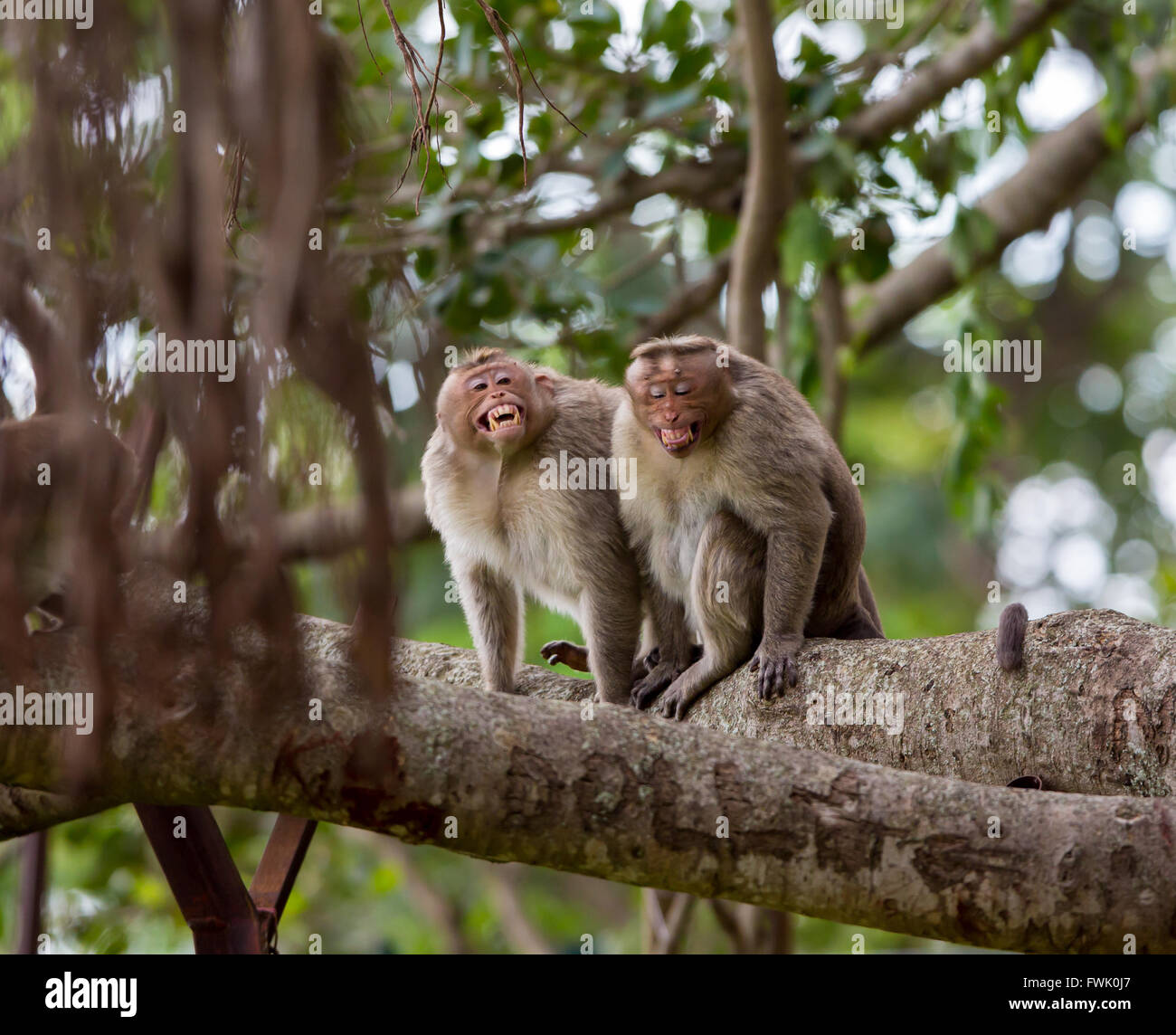 Macaque life cycle hi-res stock photography and images - Alamy