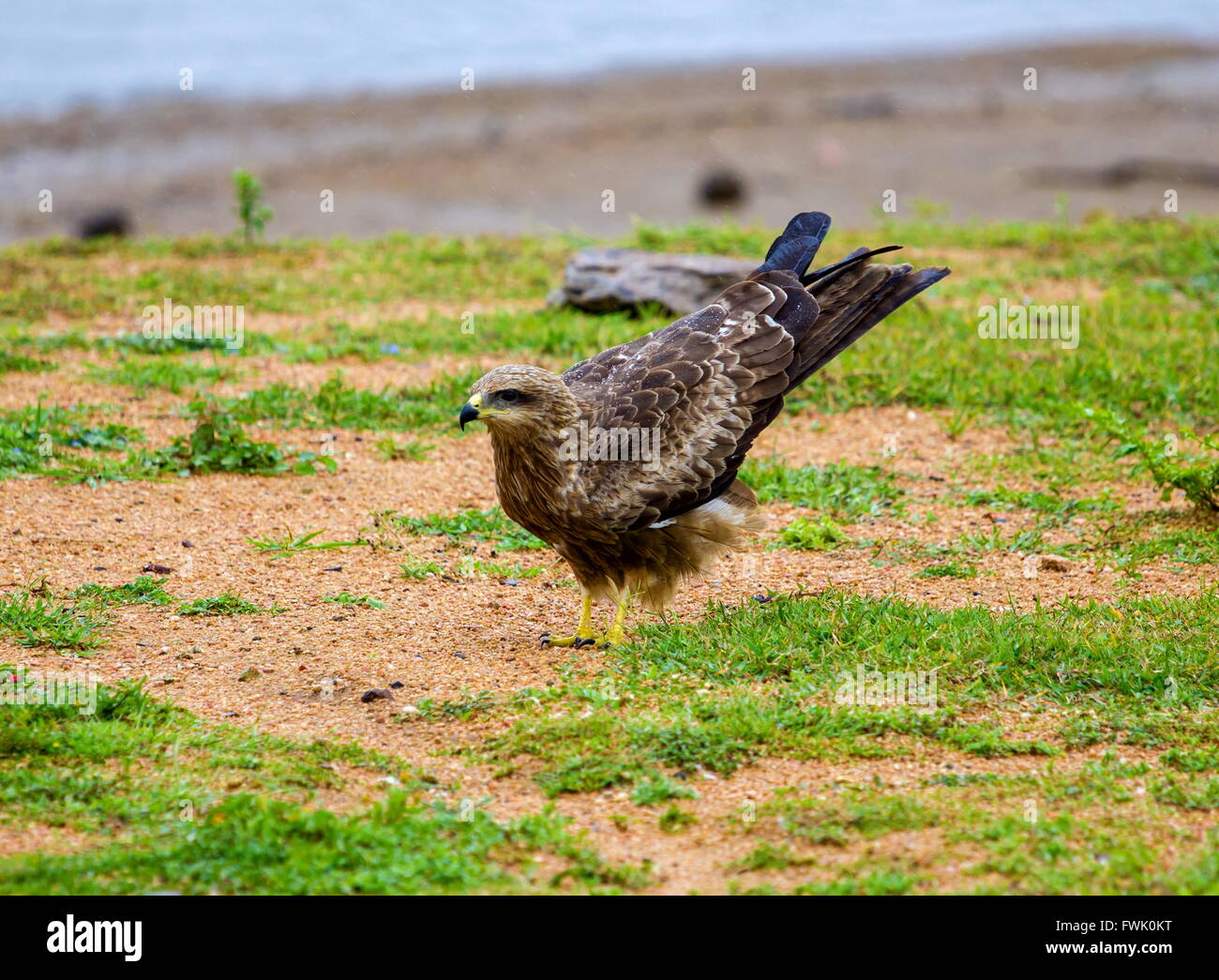 Kites legs hi-res stock photography and images - Alamy