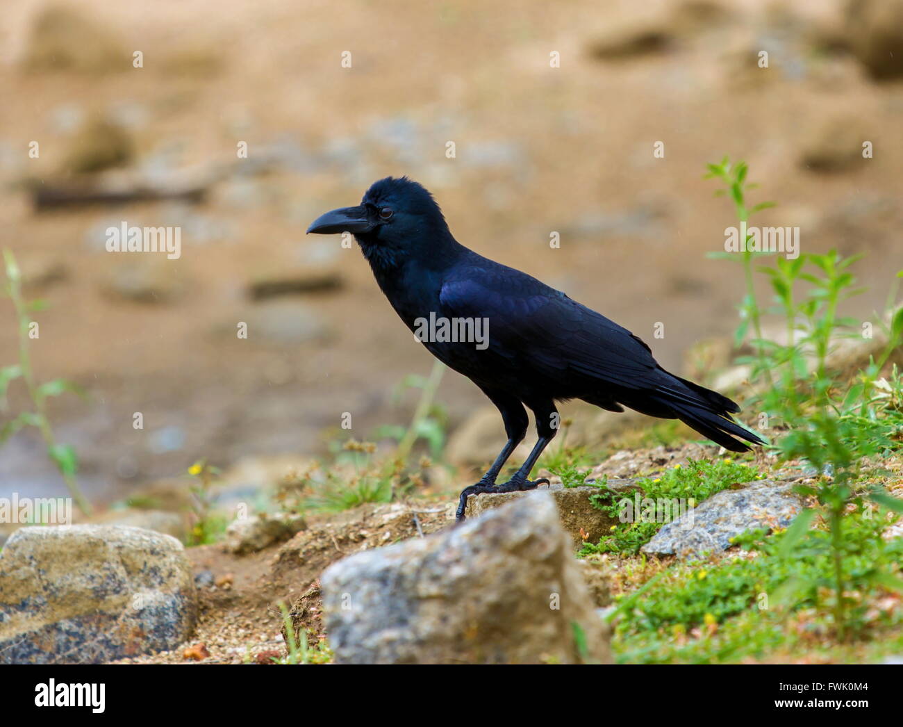 Jet Black Rook taken in India Stock Photo - Alamy