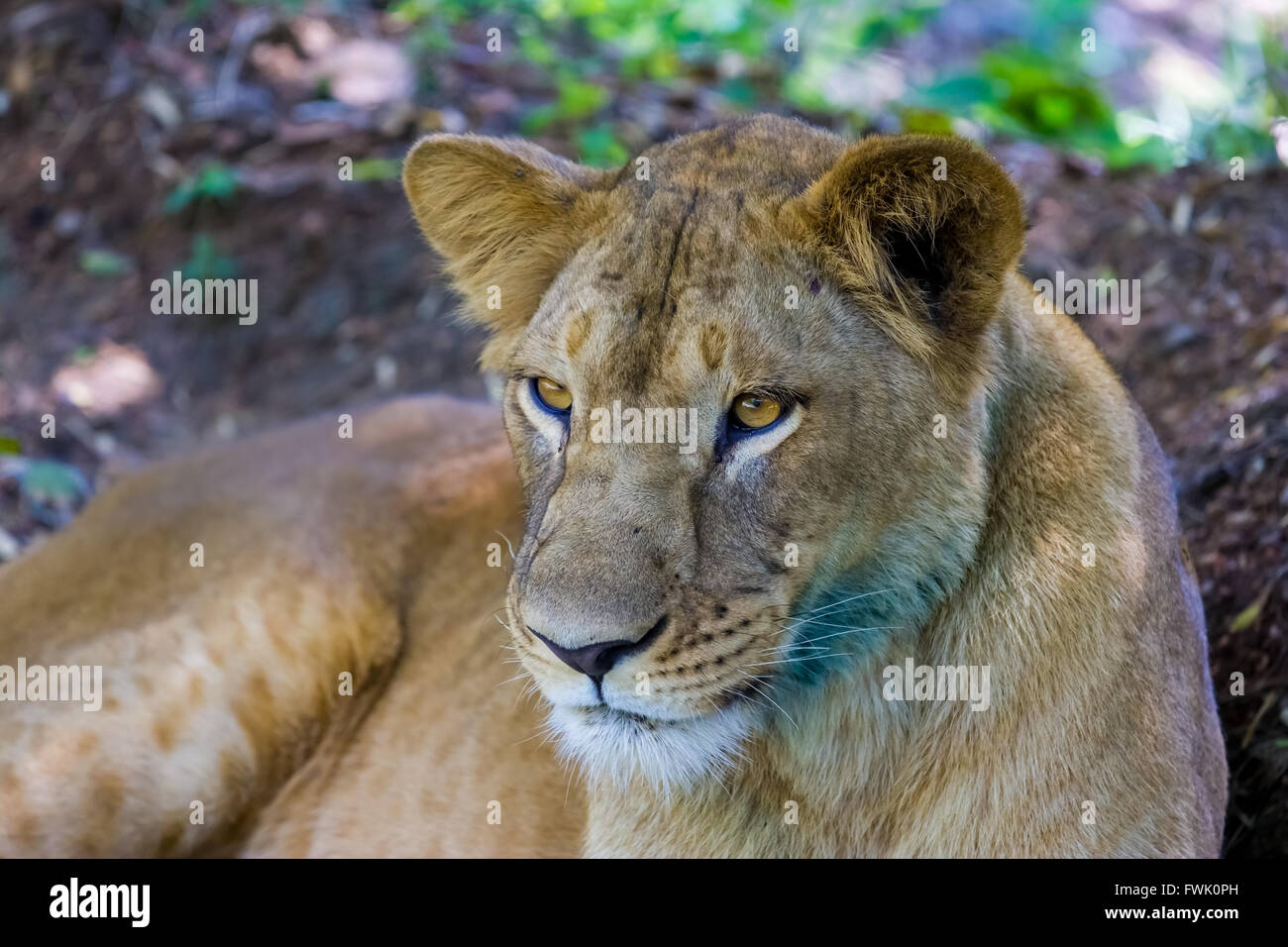 Asiatic Lion Incredible India Stock Photo - Alamy