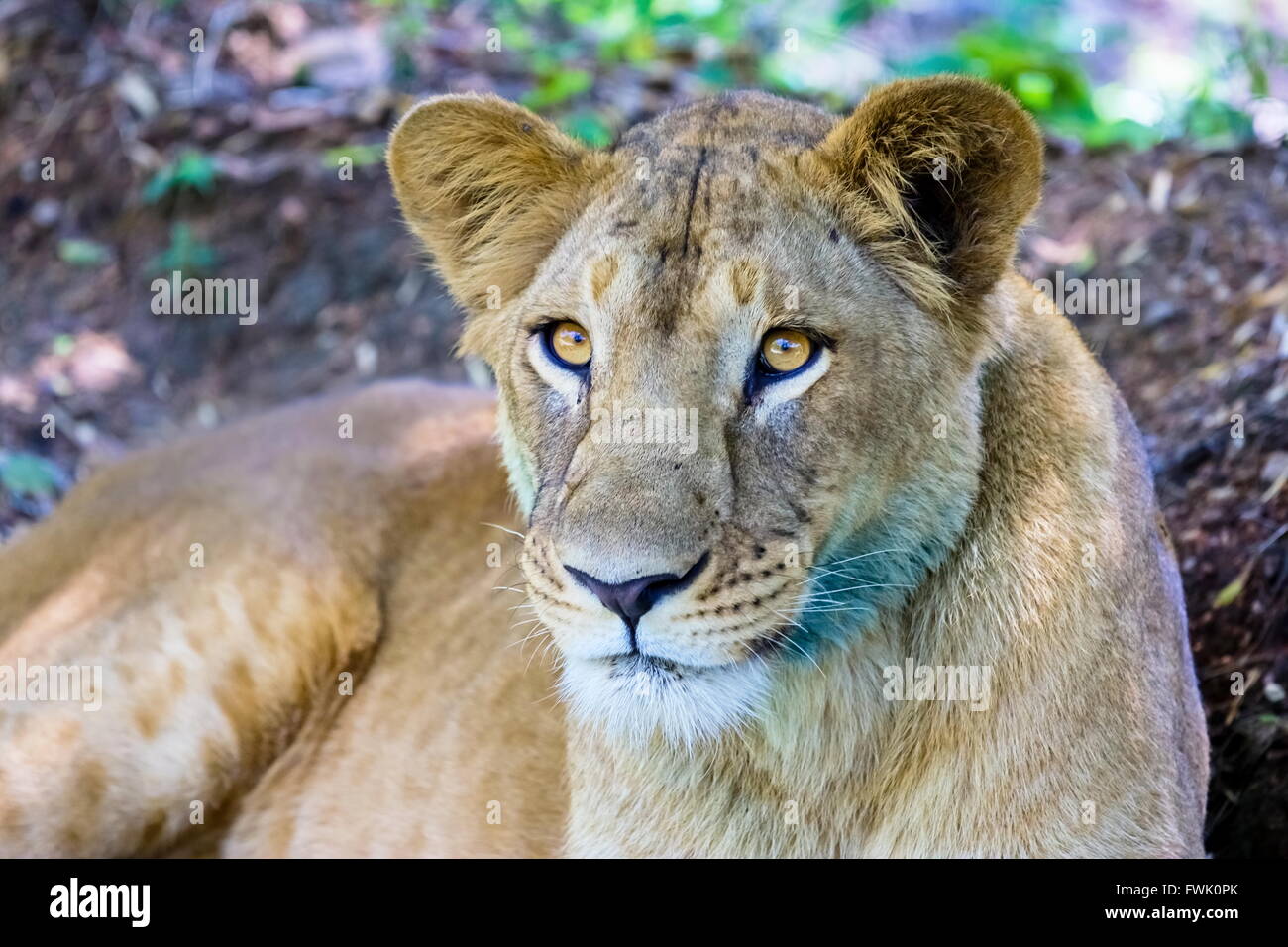 Asiatic Lion Incredible India Stock Photo - Alamy