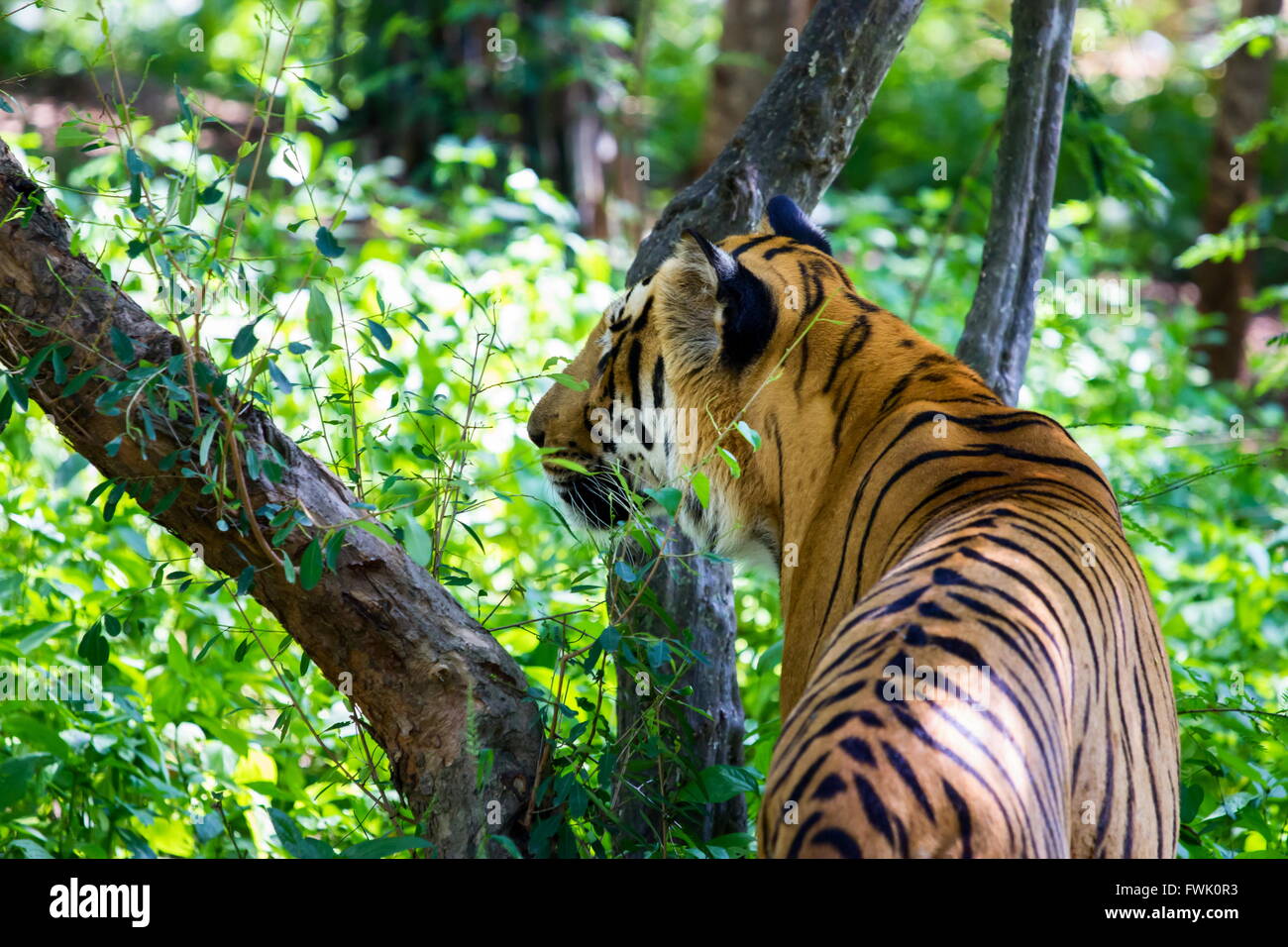 Tiger National animal of India Stock Photo - Alamy