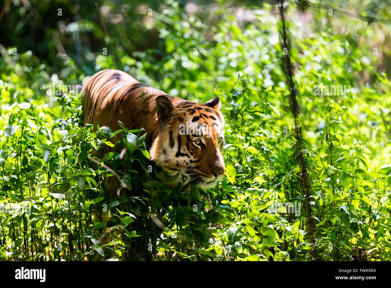 Tiger National animal of India Stock Photo - Alamy