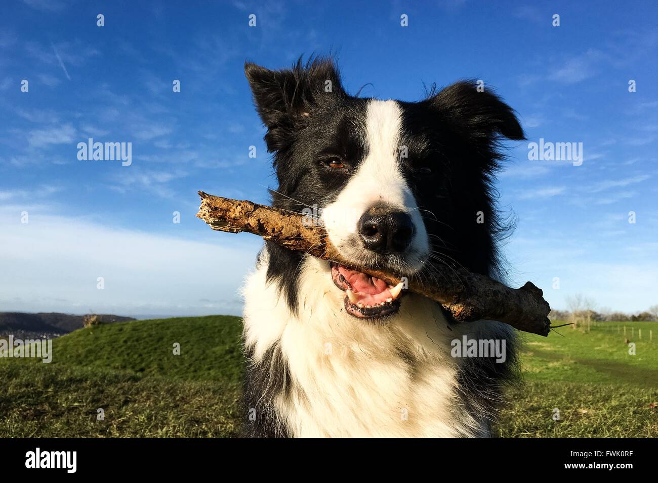 Border collie stick hi-res stock photography and images - Alamy