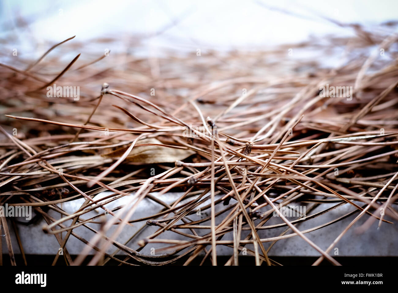 Fir stem hi-res stock photography and images - Alamy