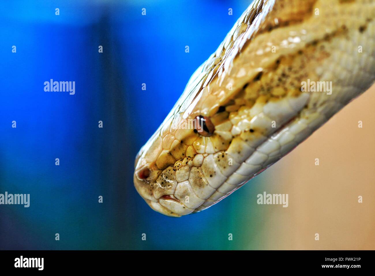 Snake body hi-res stock photography and images - Alamy