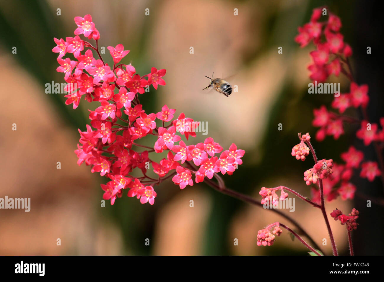 Pink with bee hi-res stock photography and images - Alamy