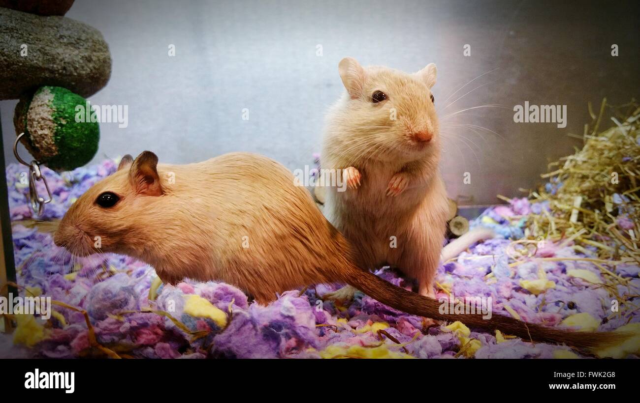 Mice animal hi-res stock photography and images - Alamy