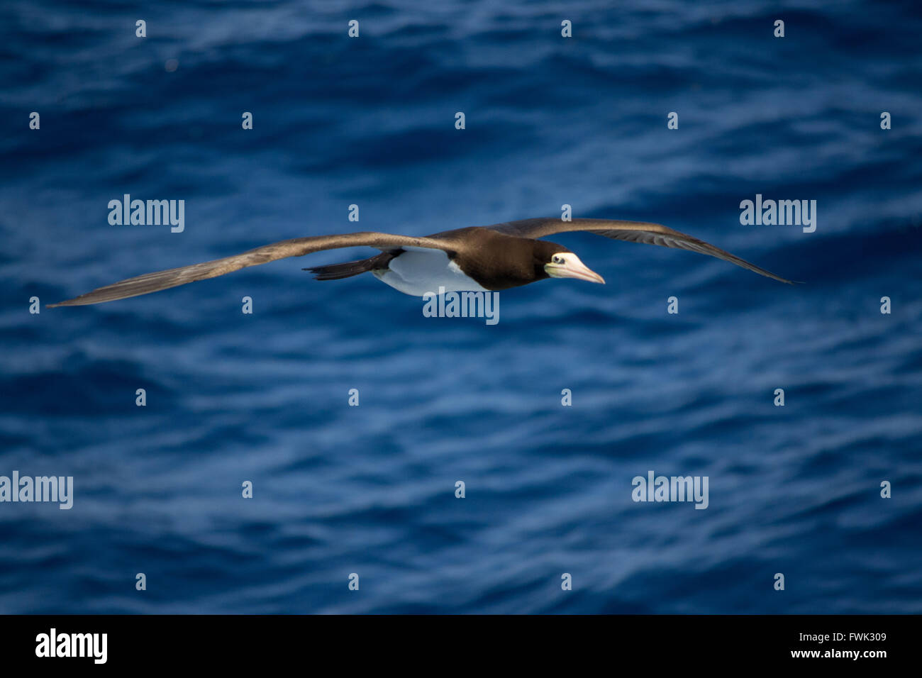 A brown booby bird (Sula leucogaster) flies over the Caribbean Ocean ...